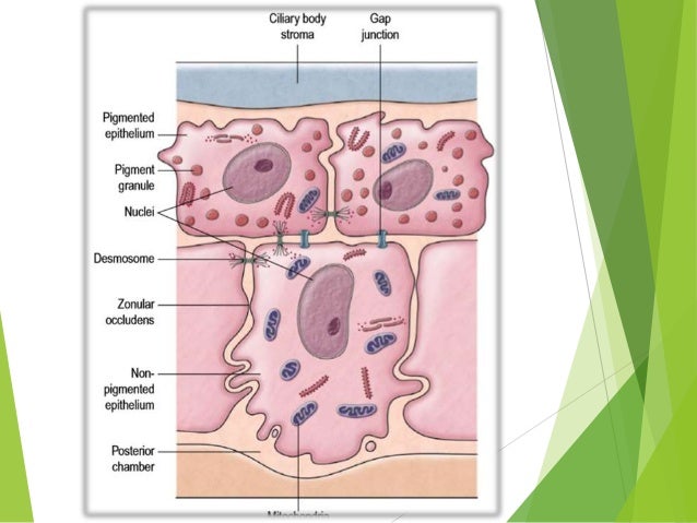 Aqueous Chamber Angle and Aqueous Humor Dynamics - Sandeep Kandel