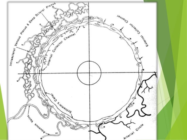 Aqueous Chamber Angle and Aqueous Humor Dynamics - Sandeep Kandel