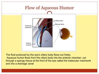 Aqueous humor | PPT