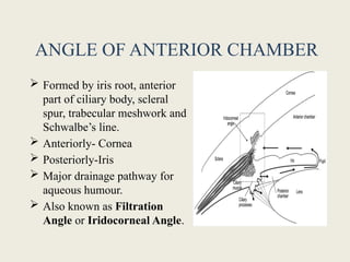 anatomy of aqueous humor-Dr.Mahabub.pptx