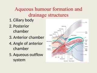anatomy of aqueous humor-Dr.Mahabub.pptx