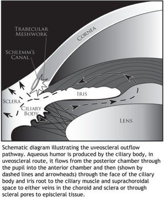 Aqueous humor,anterior chamber angle and its examination. | PPT