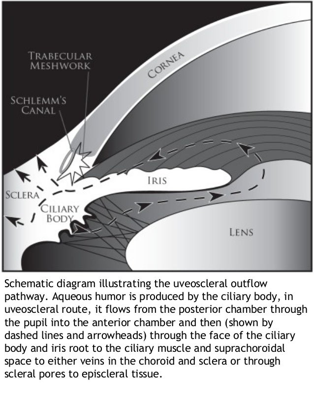 Aqueous humor,anterior chamber angle and its examination.