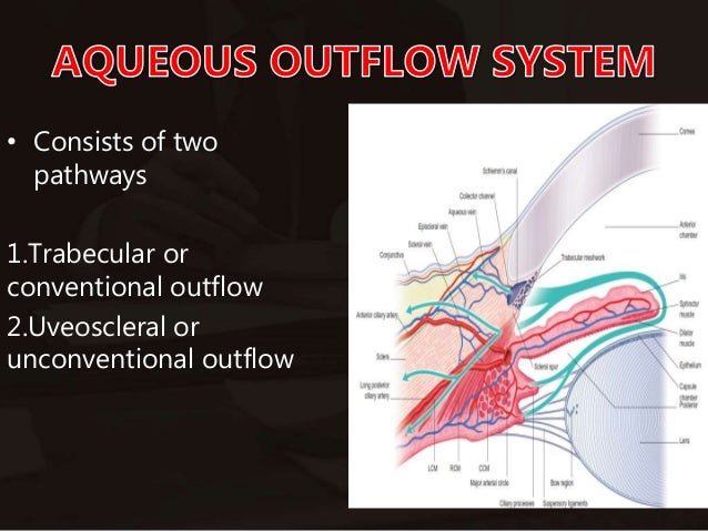 AqueoUS HUMOUR DYNAMICS