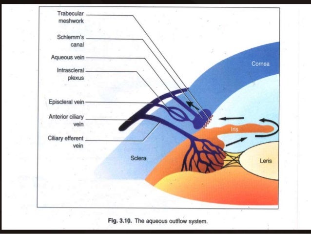 AqueoUS HUMOUR DYNAMICS