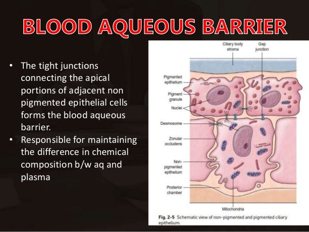 AqueoUS HUMOUR DYNAMICS