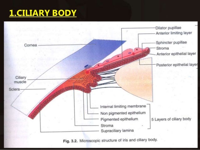 AqueoUS HUMOUR DYNAMICS
