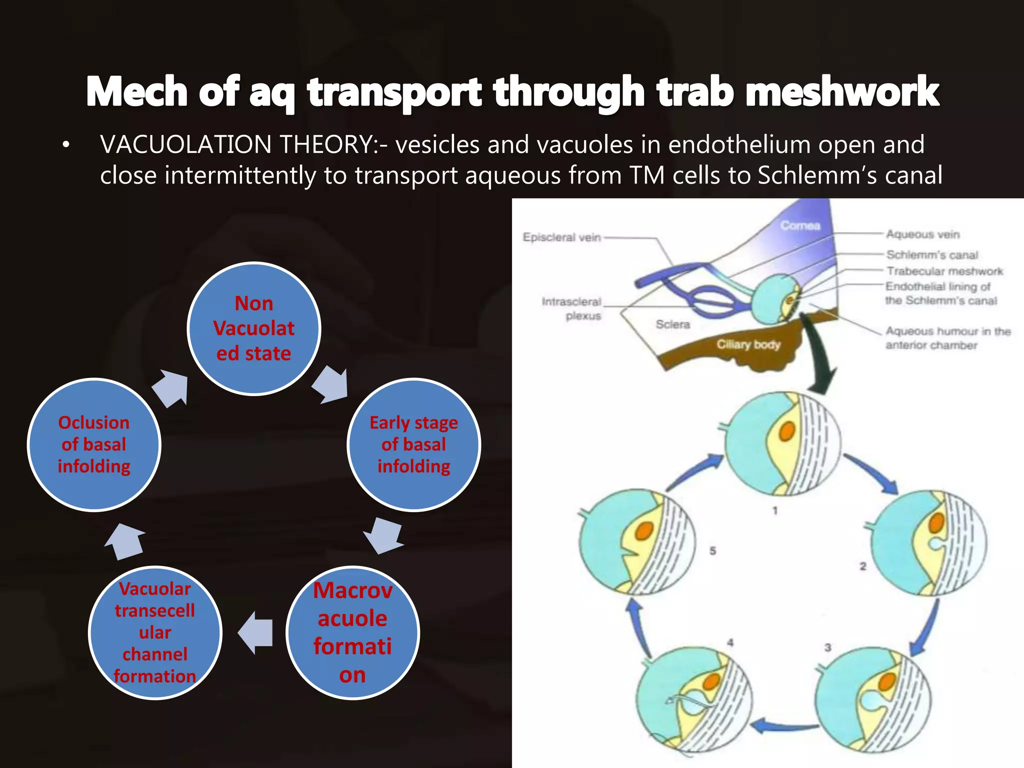 Aqueous humor dynamics sivateja | PPTX | Eye and Vision Conditions ...