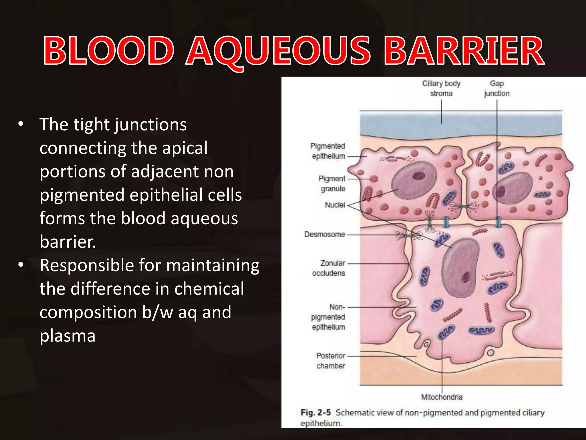Aqueous humor dynamics sivateja | PPTX