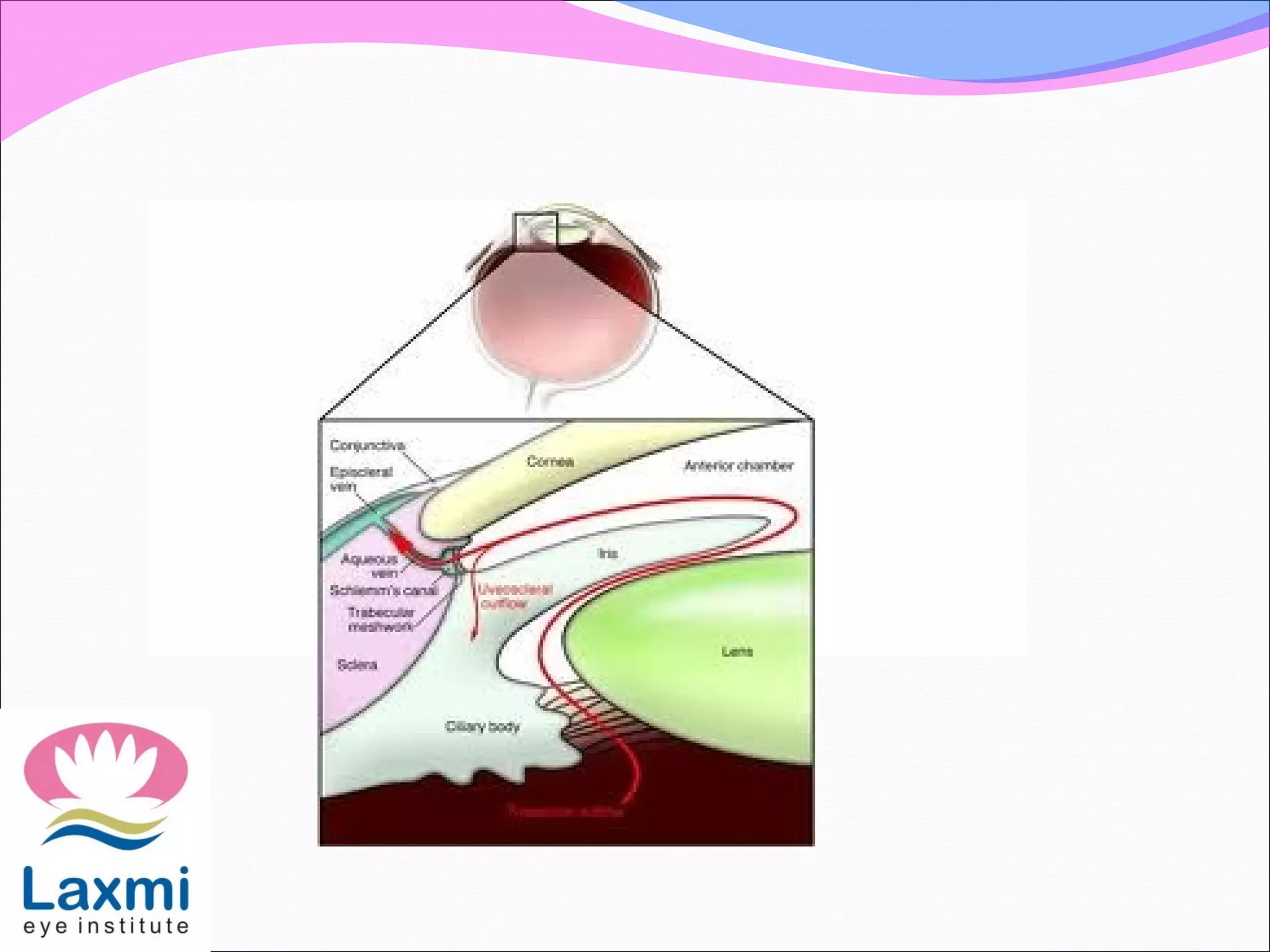 Aqueous humor dynamics | PPT