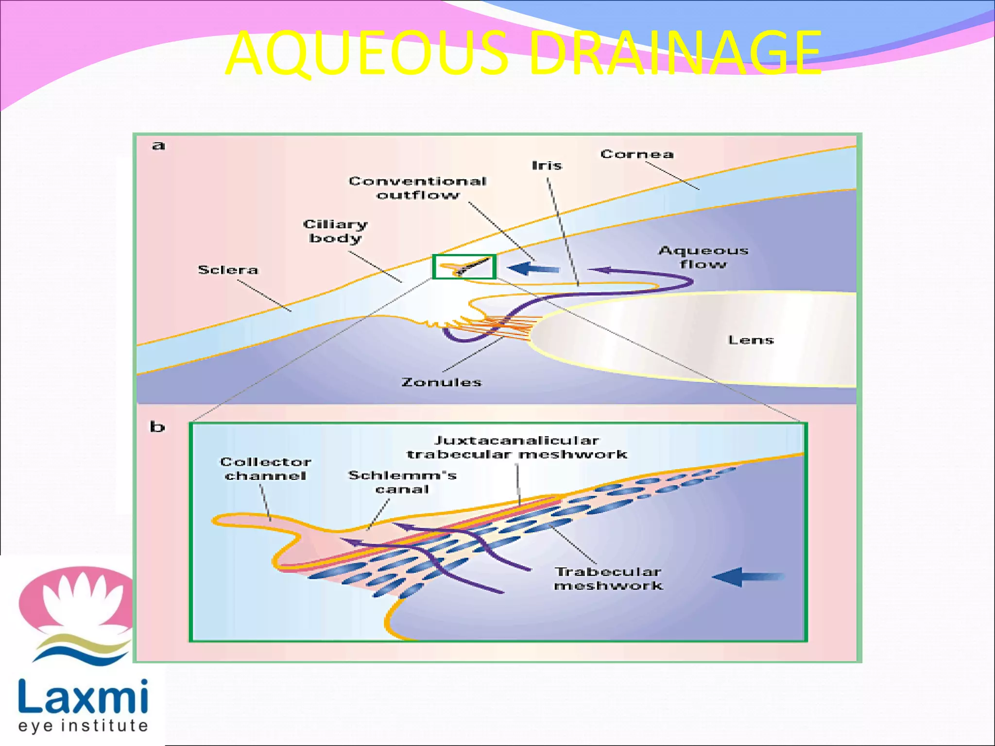 Aqueous humor dynamics | PPT