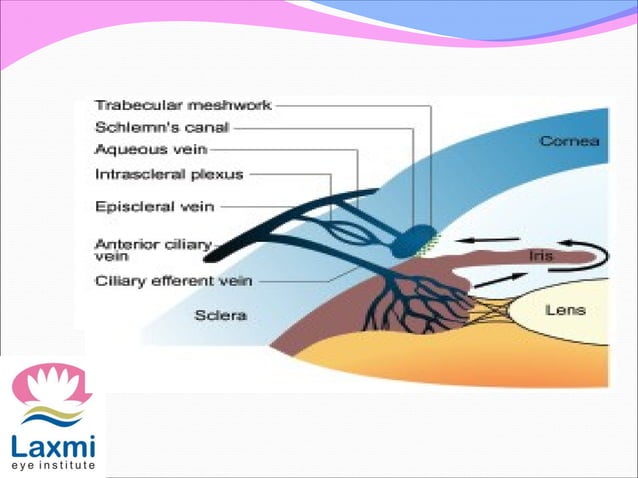 Aqueous humor dynamics | PPT