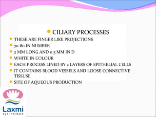 Aqueous humor dynamics | PPT