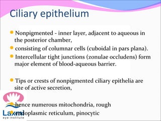 Aqueous humor dynamics | PPT