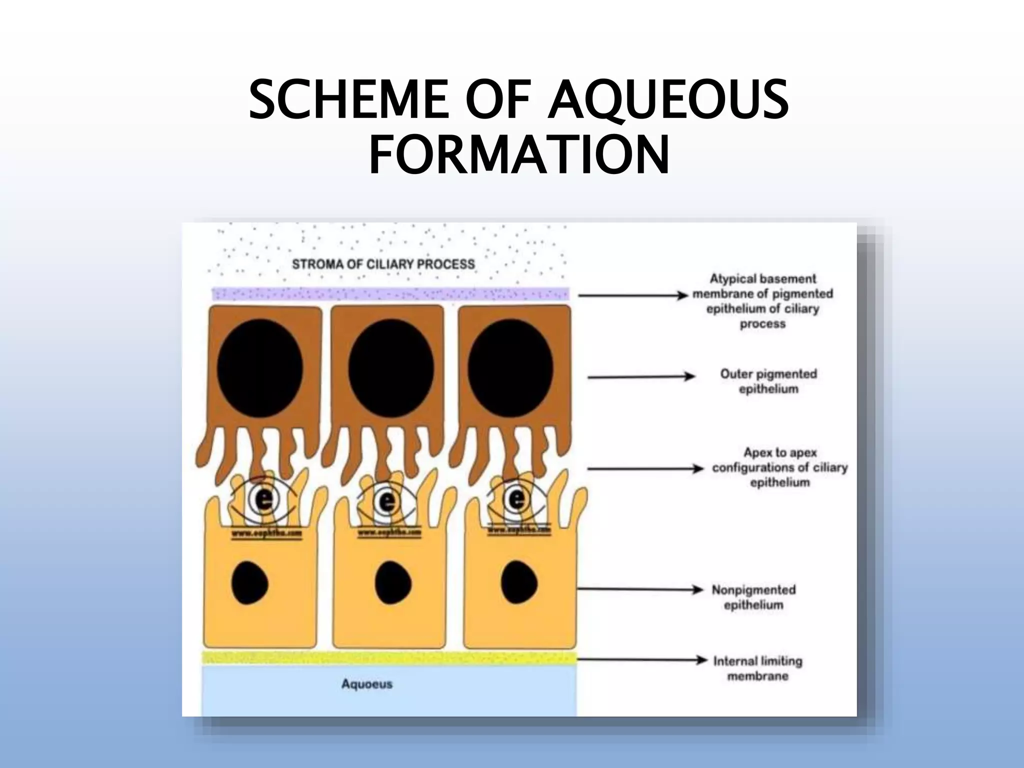 Aqueous Humor Dynamics.pptx