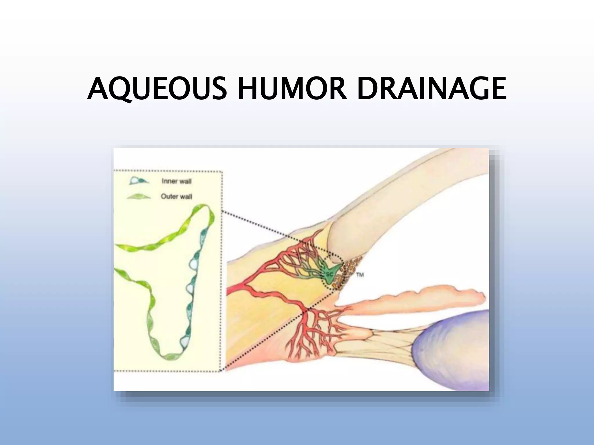 Aqueous Humor Dynamics.pptx