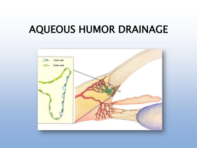 Aqueous Humor Dynamics.pptx
