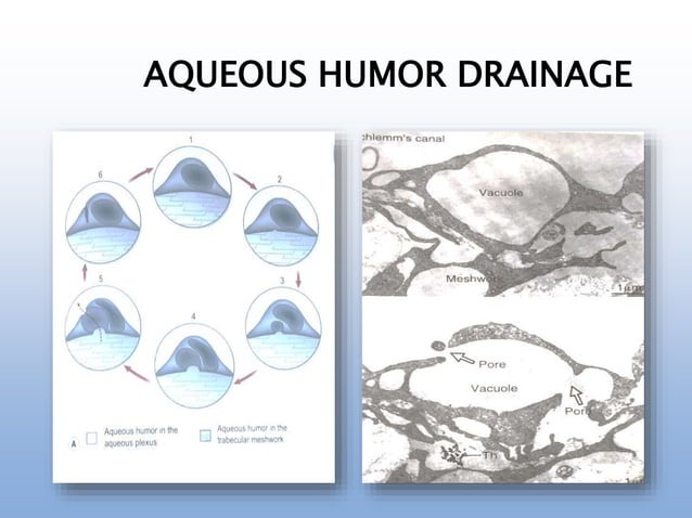 Aqueous Humor Dynamics.pptx