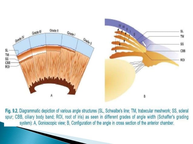 Aqueous humor dynamics(at a glance) | PPTX | Eye and Vision Conditions ...
