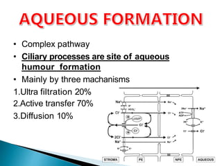 Aqueous humor dynamics(at a glance) | PPTX