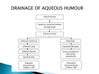 Aqueous Humor Flow
