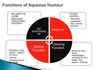 Aqueous humor dynamics(at a glance) | PPTX