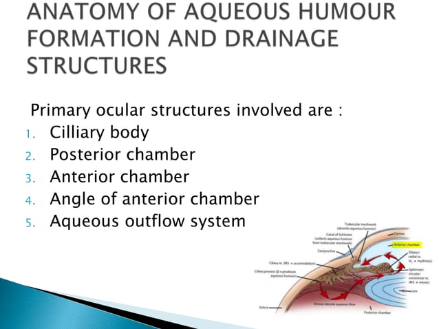 Aqueous humor dynamics(at a glance) | PPTX | Eye and Vision Conditions ...