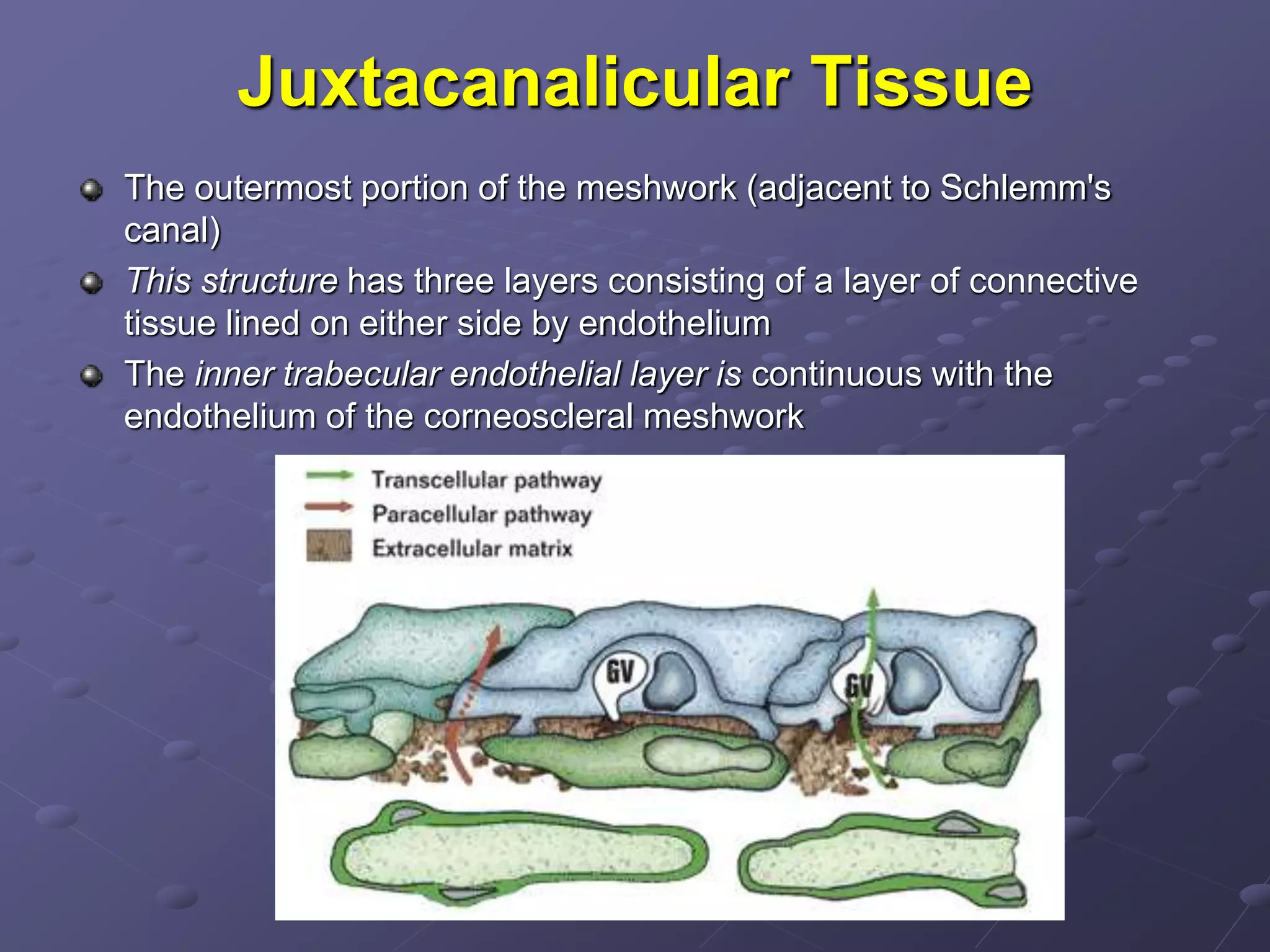 Aqueous humor outflow | PPTX