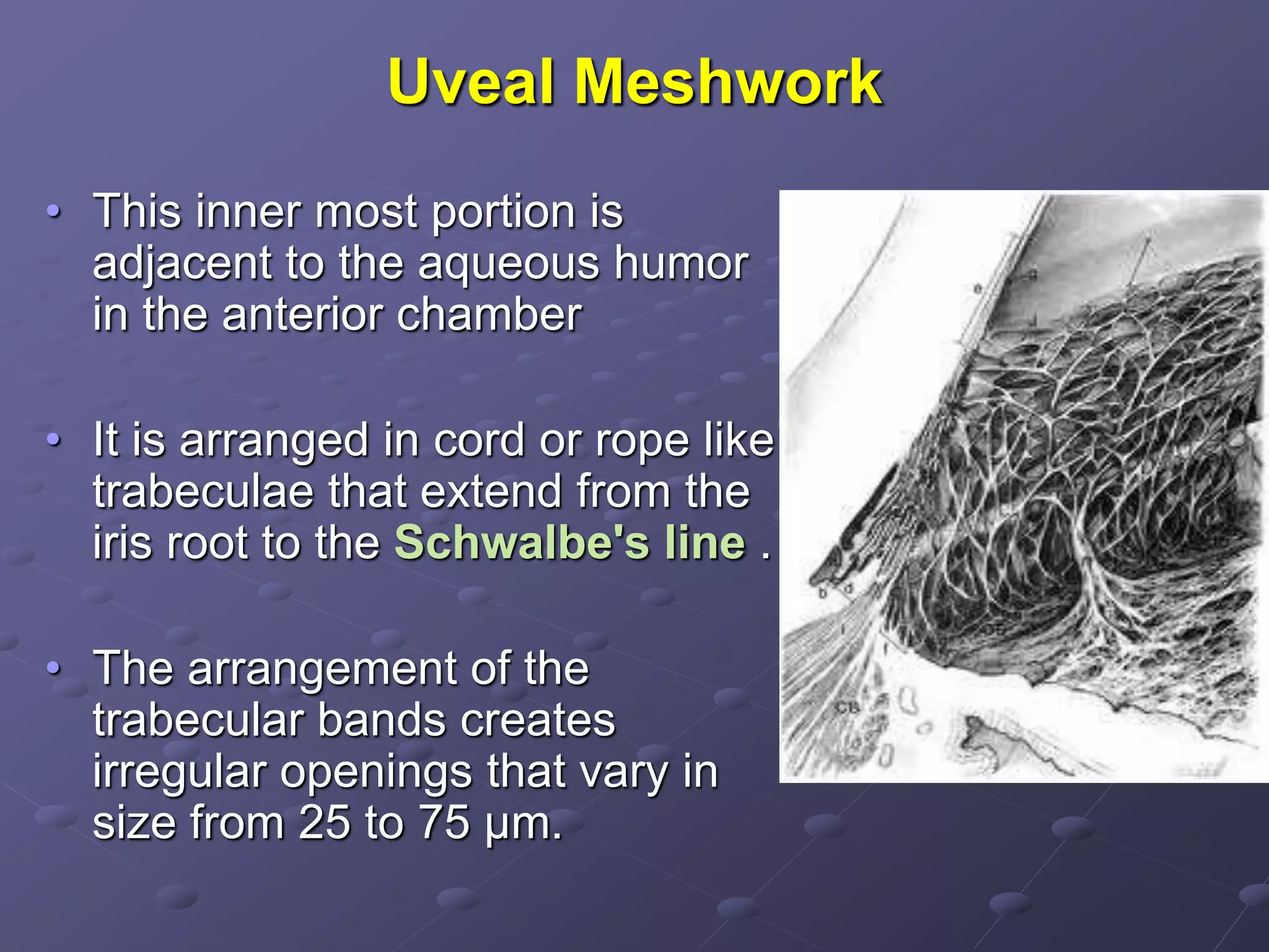 Aqueous humor outflow | PPTX