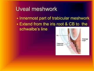 Aqueous humour | PPT