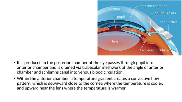 AQUEOUS HUMOUR.pptm.pptxmmmmmmmmmmmmmuuuuuuuuuuuuuuu | PPT