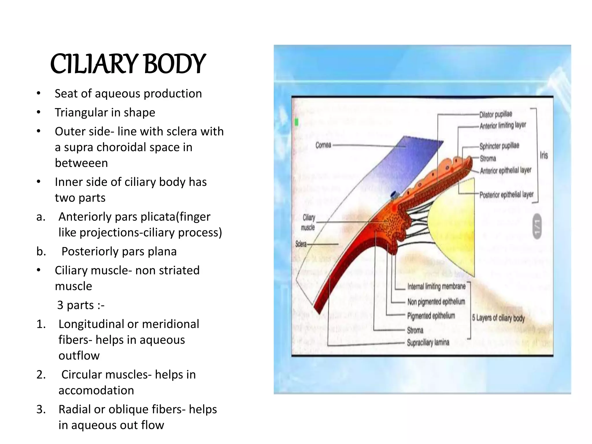 Aqueous humour dynamics | PPTX