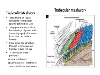 Aqueous humour dynamics | PPTX