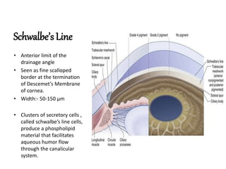 Aqueous humour dynamics | PPTX