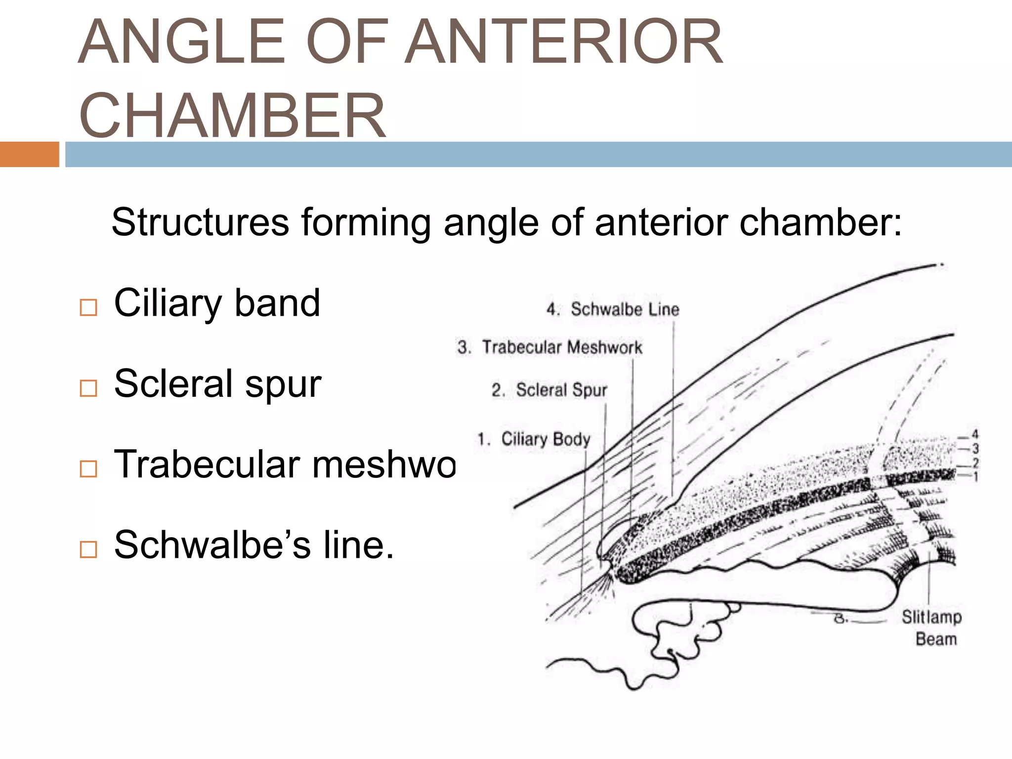 Aqueous humour dynamics | PPTX