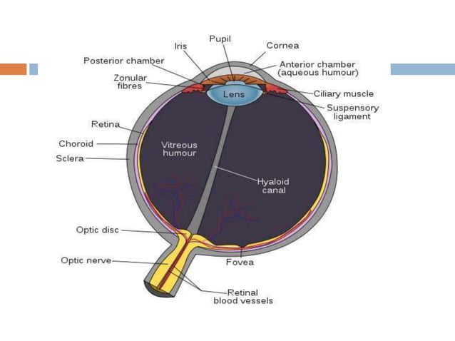Aqueous humour dynamics | PPTX | Eye and Vision Conditions | Diseases ...