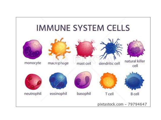 CELLS OF IMMUNE SYSTEM | PPTX
