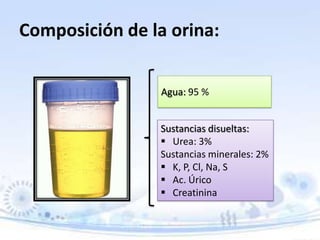 Laboratorio de patología clínica: Citoquímico y bacteriológico de orina ...