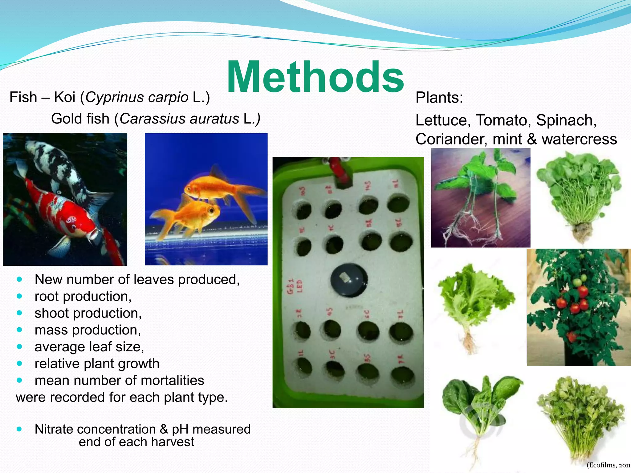Aquaculture and Aquaponics: Going back to basics | PDF