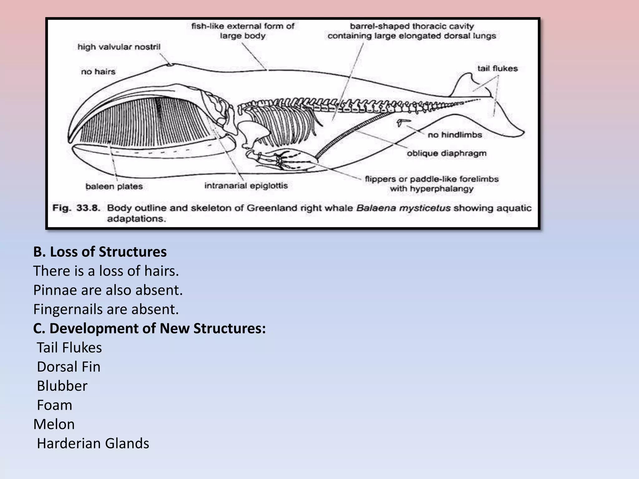 Aquatic mammals and their adaptation, General Feathers of Aquatic ...