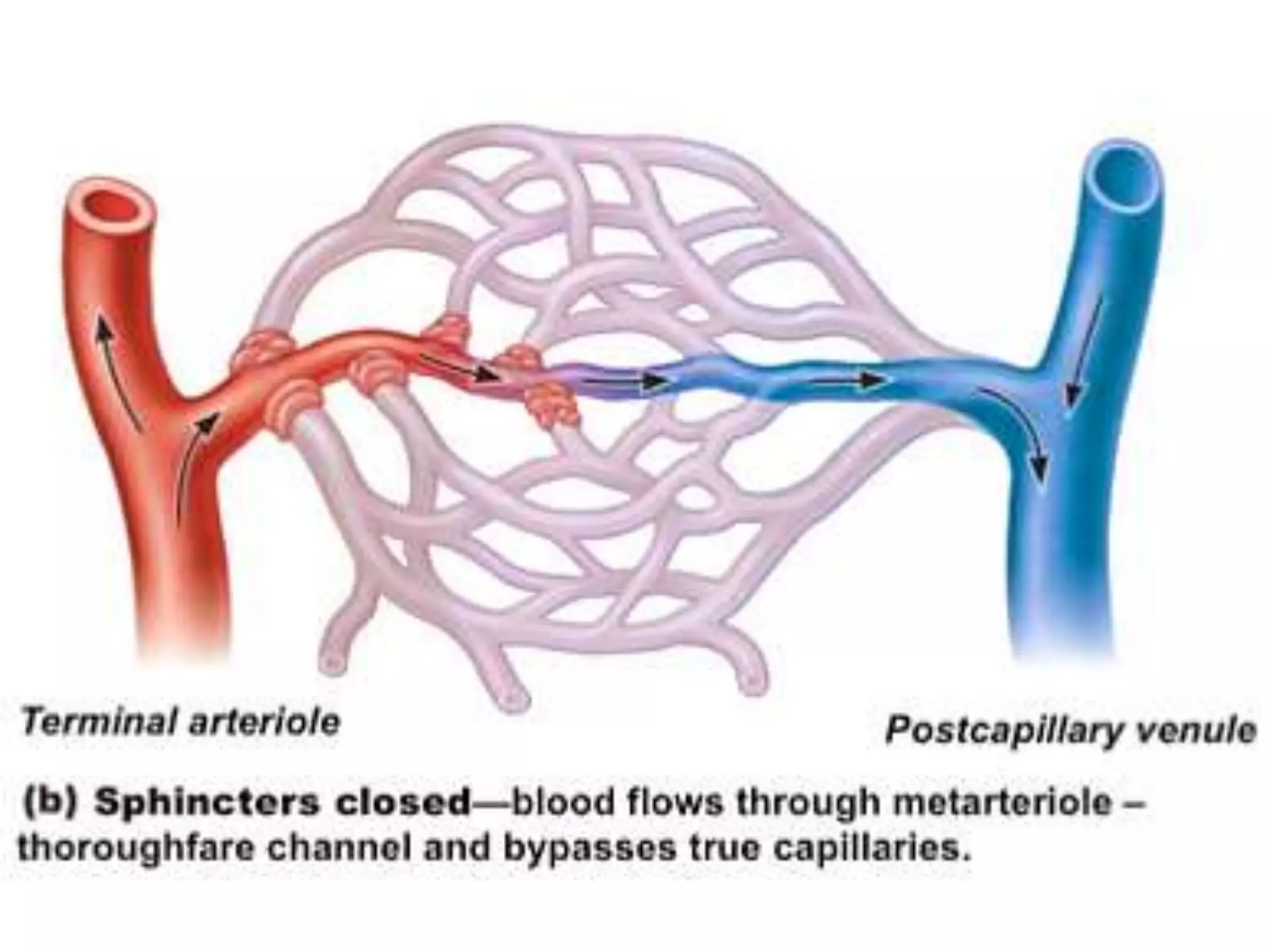 Blood vessels: Arteries, Veins and Capillaries | PPTX