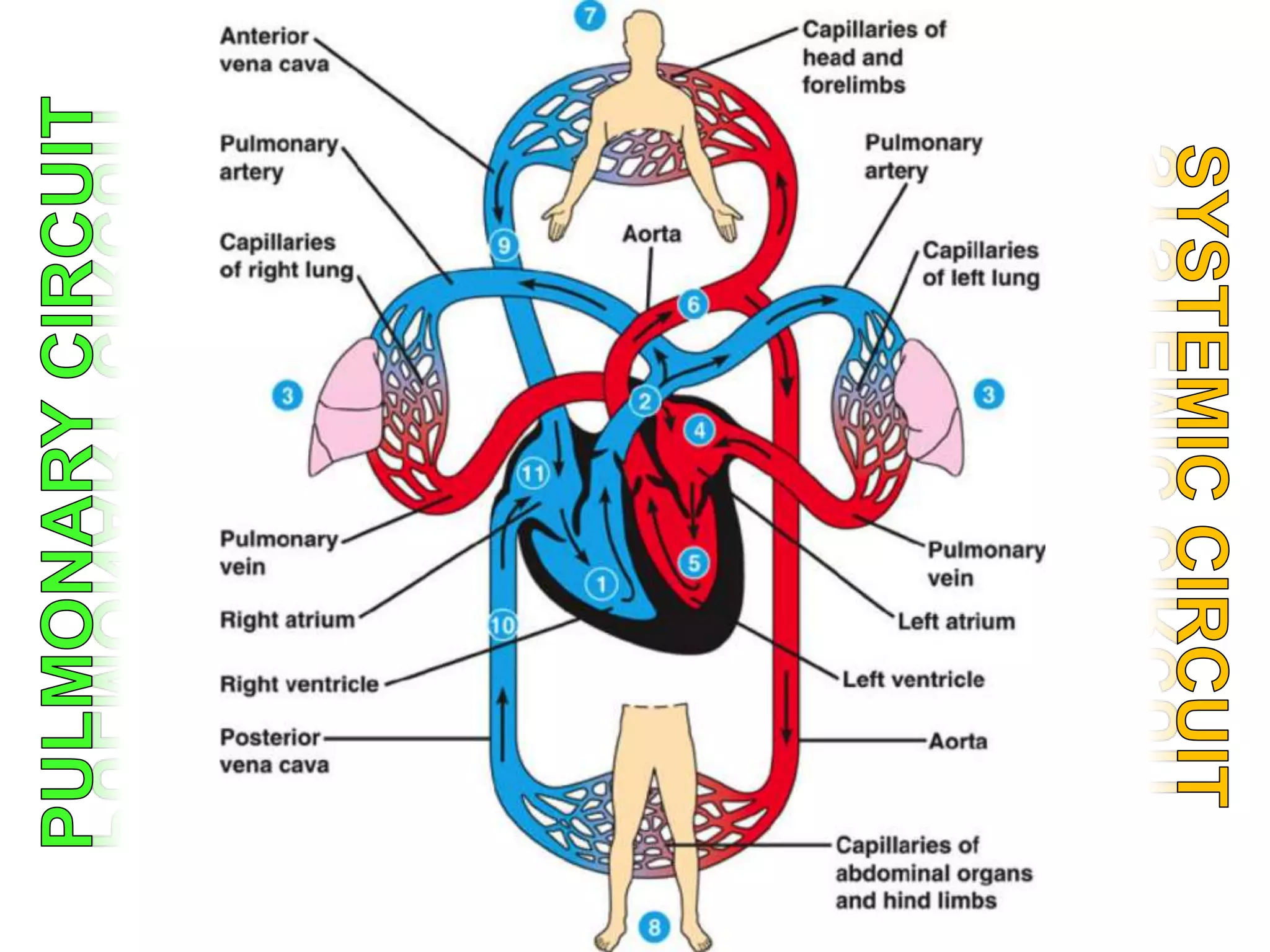 Blood vessels: Arteries, Veins and Capillaries | PPTX