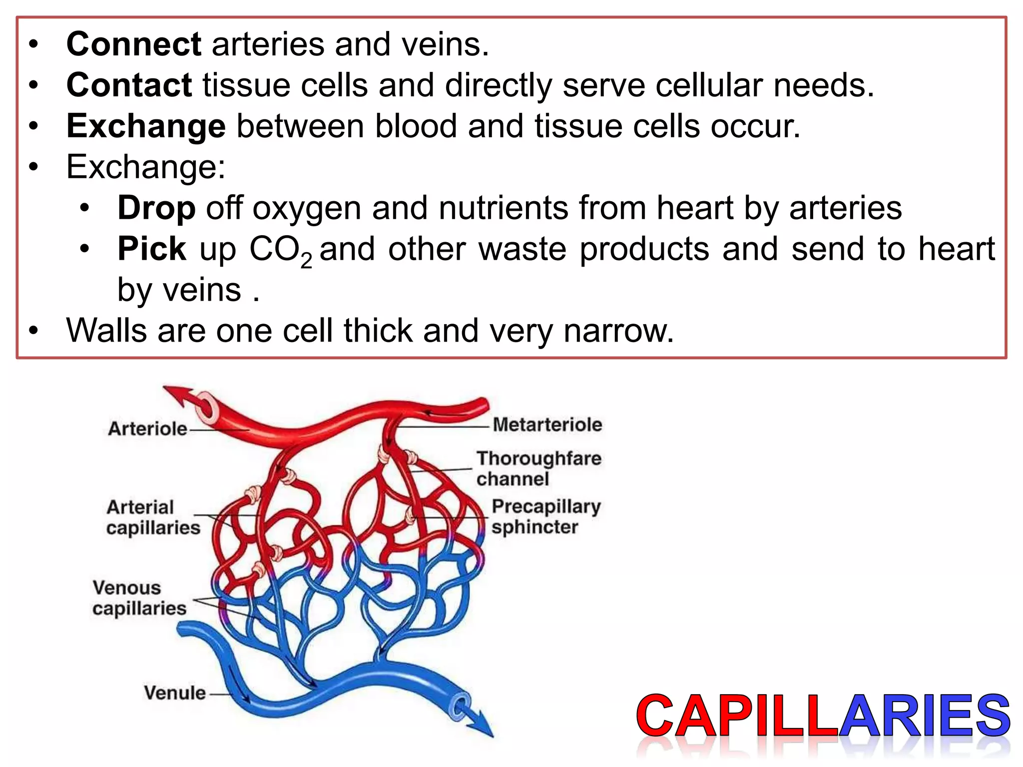 Blood vessels: Arteries, Veins and Capillaries | PPTX