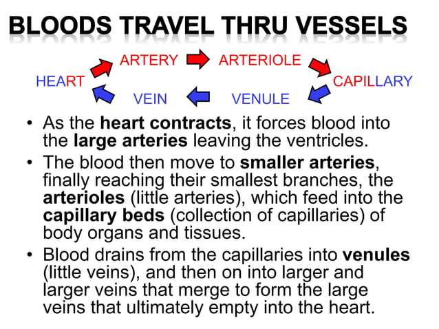 Blood vessels: Arteries, Veins and Capillaries | PPTX