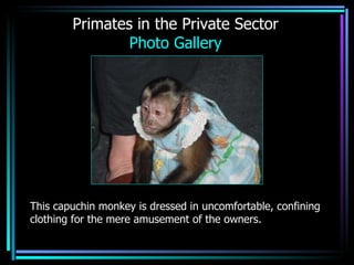 Ar2010 ippl-the problem with pet primates in the us-final | PPT