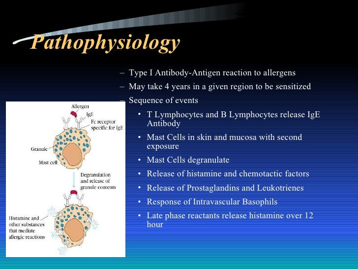 Allergic Rhinitis Pathophysiology