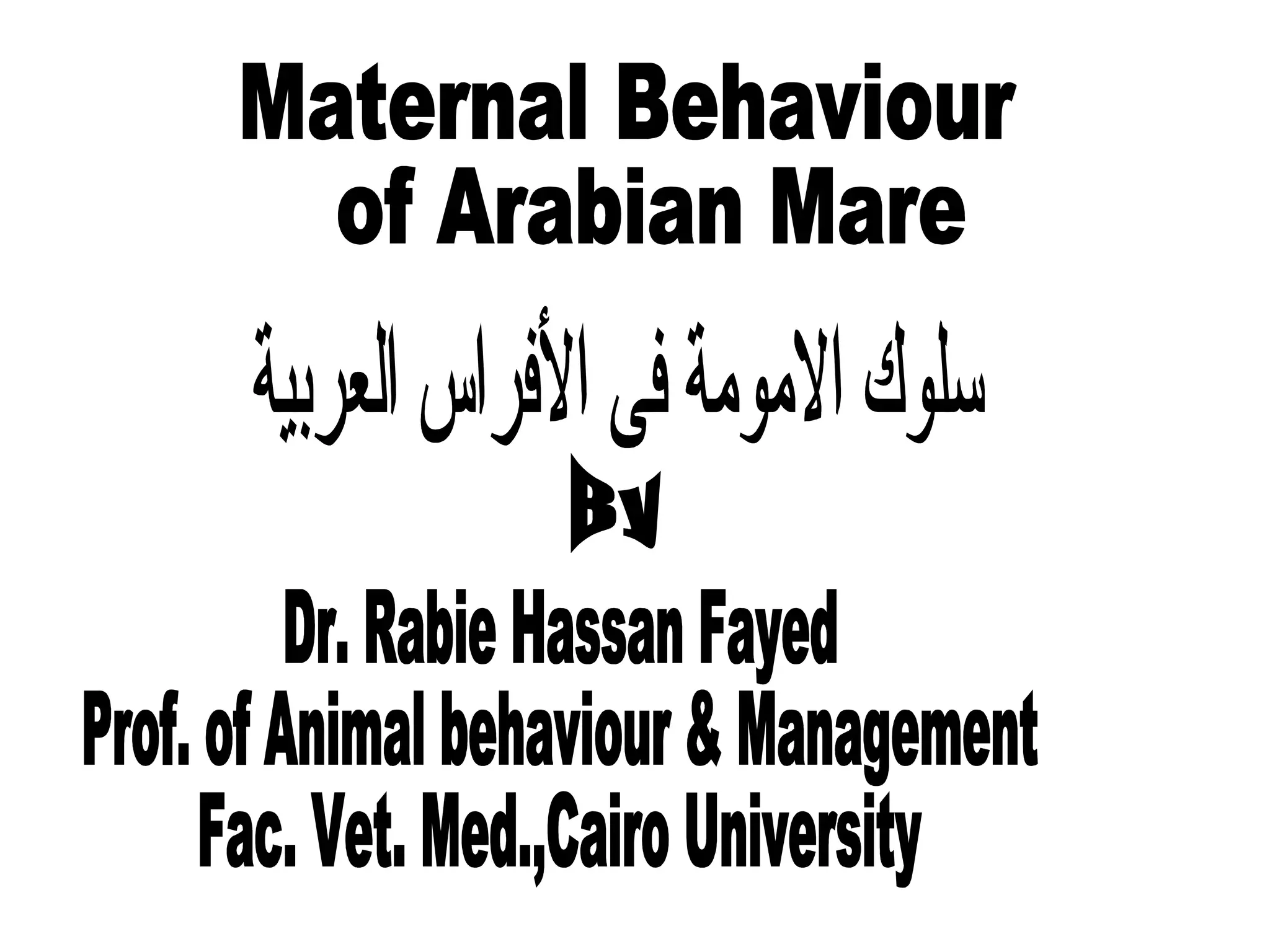 Arabian mare maternal behaviour | PPT