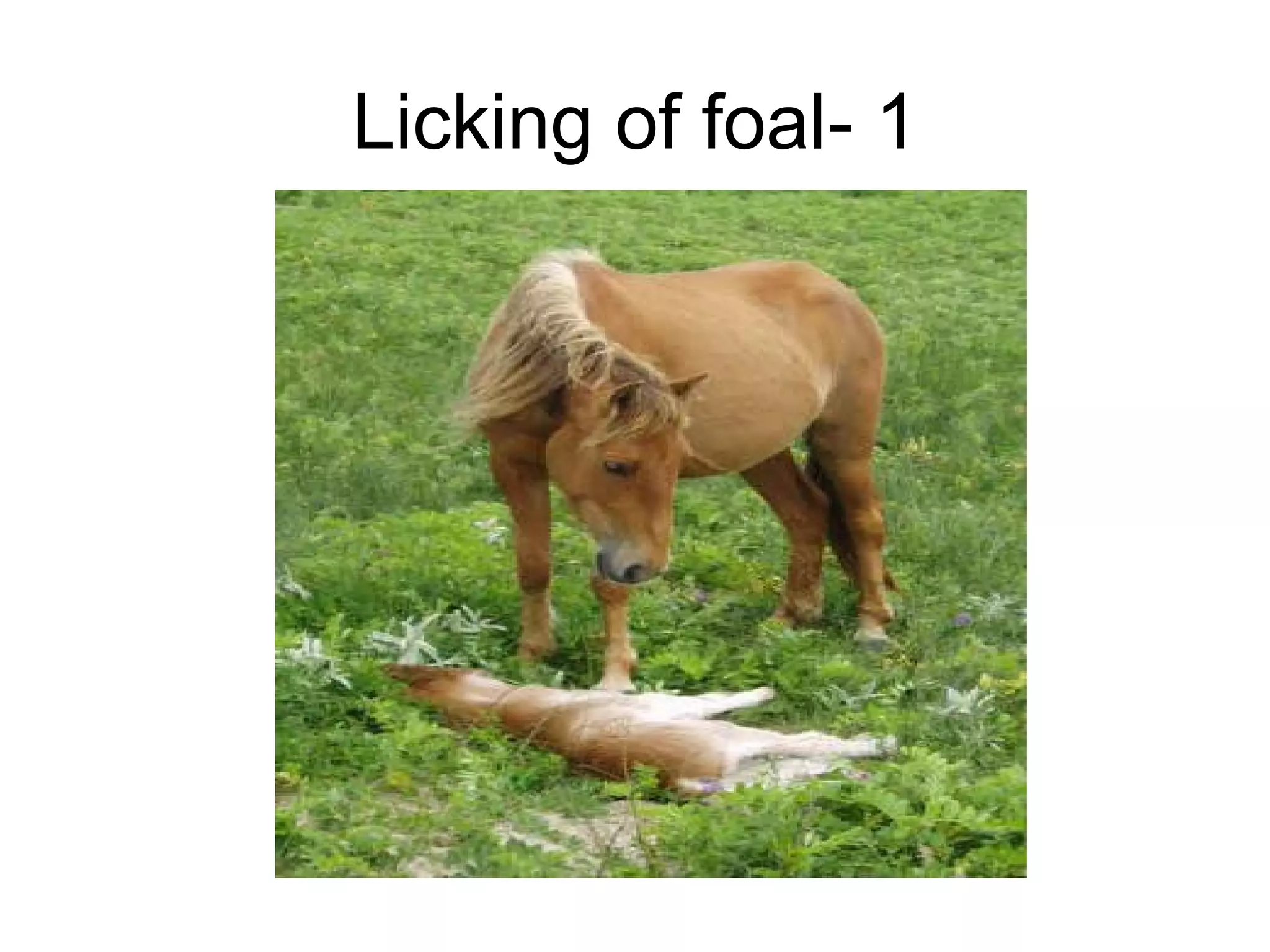 Arabian mare maternal behaviour | PPT