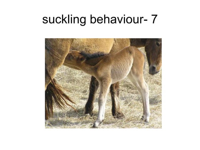 Arabian mare maternal behaviour | PPT