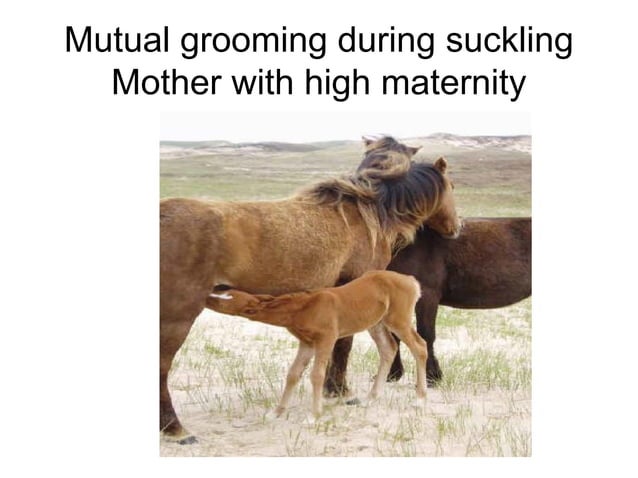 Arabian mare maternal behaviour | PPT